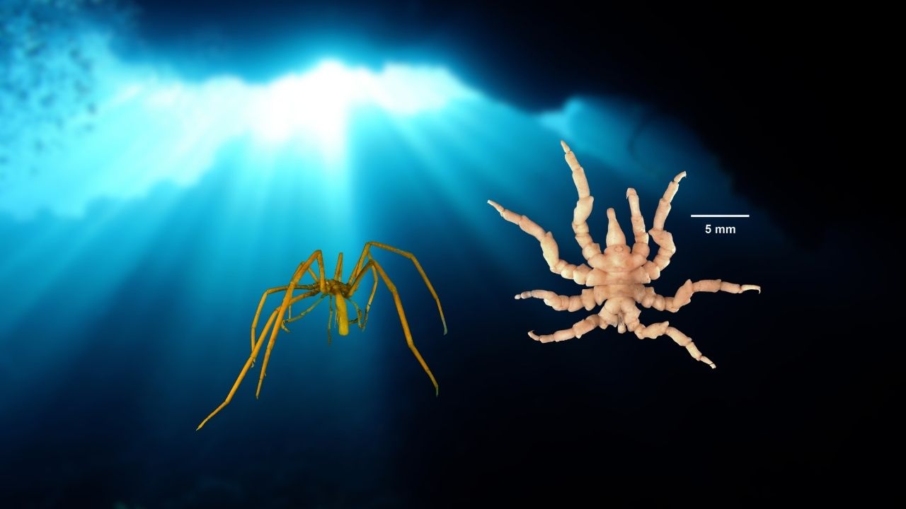 Sea Spiders Store Organs in Their Legs, and DNA Is Helping Scientists ...